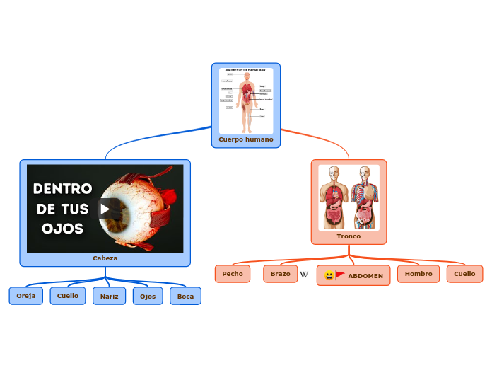 Cuerpo humano - Mind Map